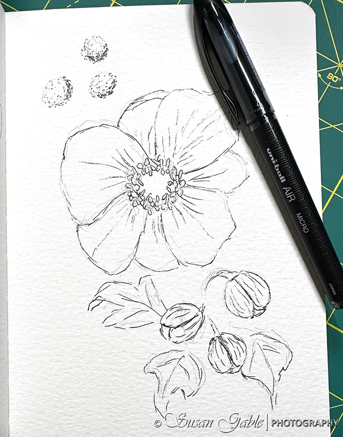A Quick Watercolor Floral Painting: An Anemone & a Few Tools – SusieG ...