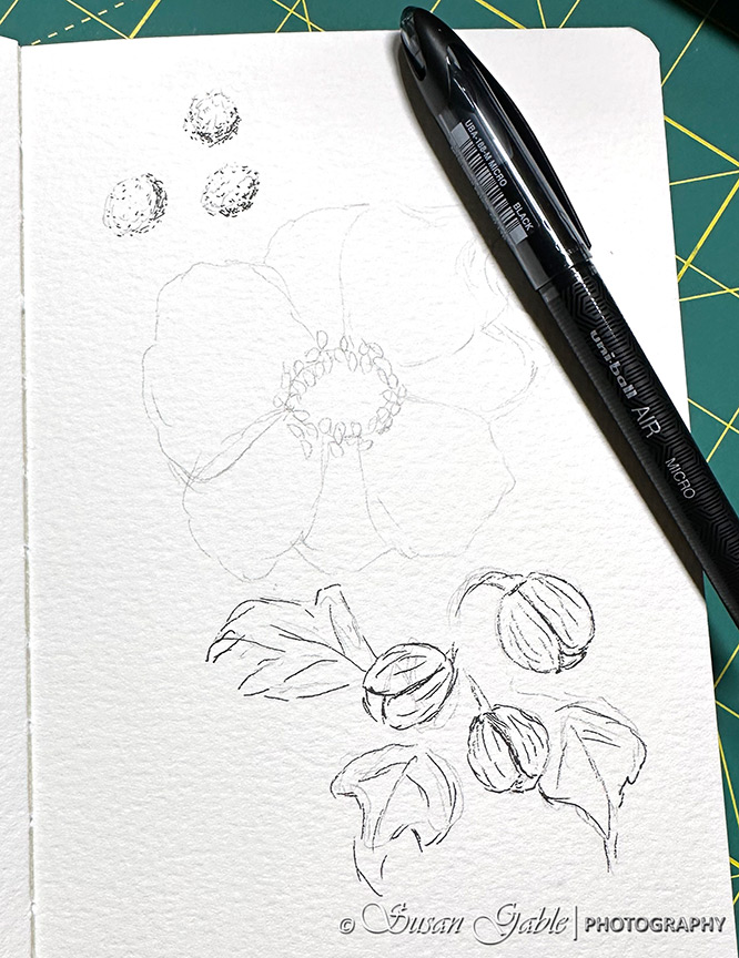 A Quick Watercolor Floral Painting: An Anemone & a Few Tools – SusieG ...